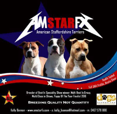 AmstarFX American Staffordshire Terriers