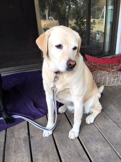 Labrador Retriever Club of NSW Inc